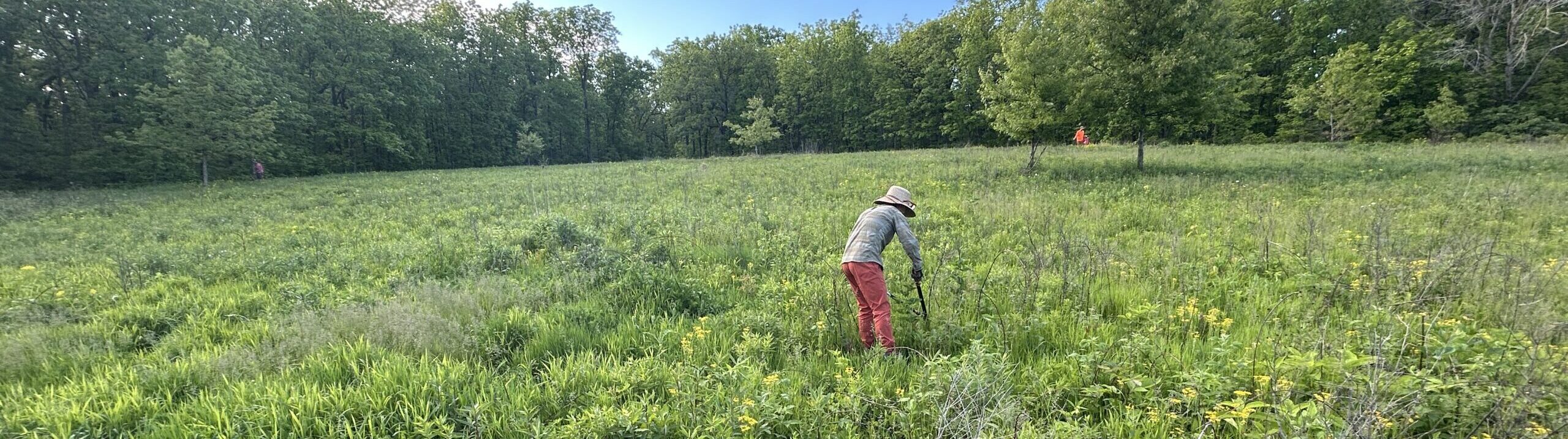 Prairie Restoration Work Parties | Friends of Blue Mound State Park