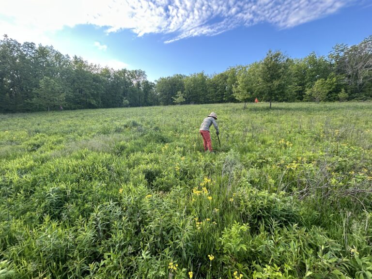 Prairie Restoration Work Parties | Friends of Blue Mound State Park