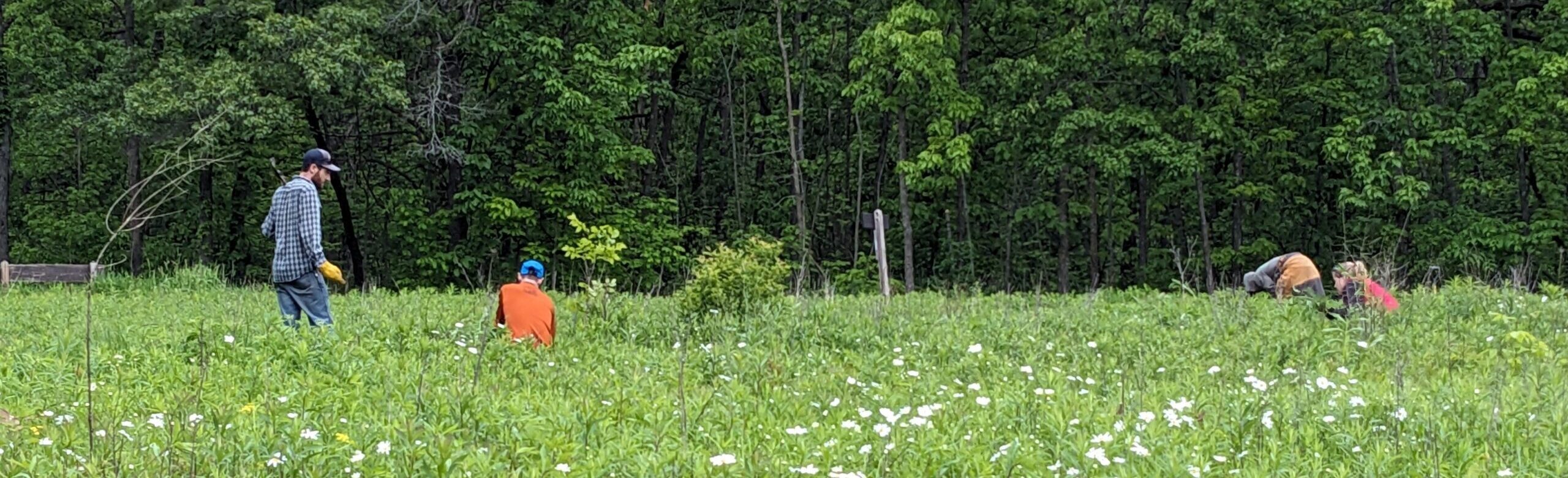 2024 Prairie Restoration Recap | Friends of Blue Mound State Park